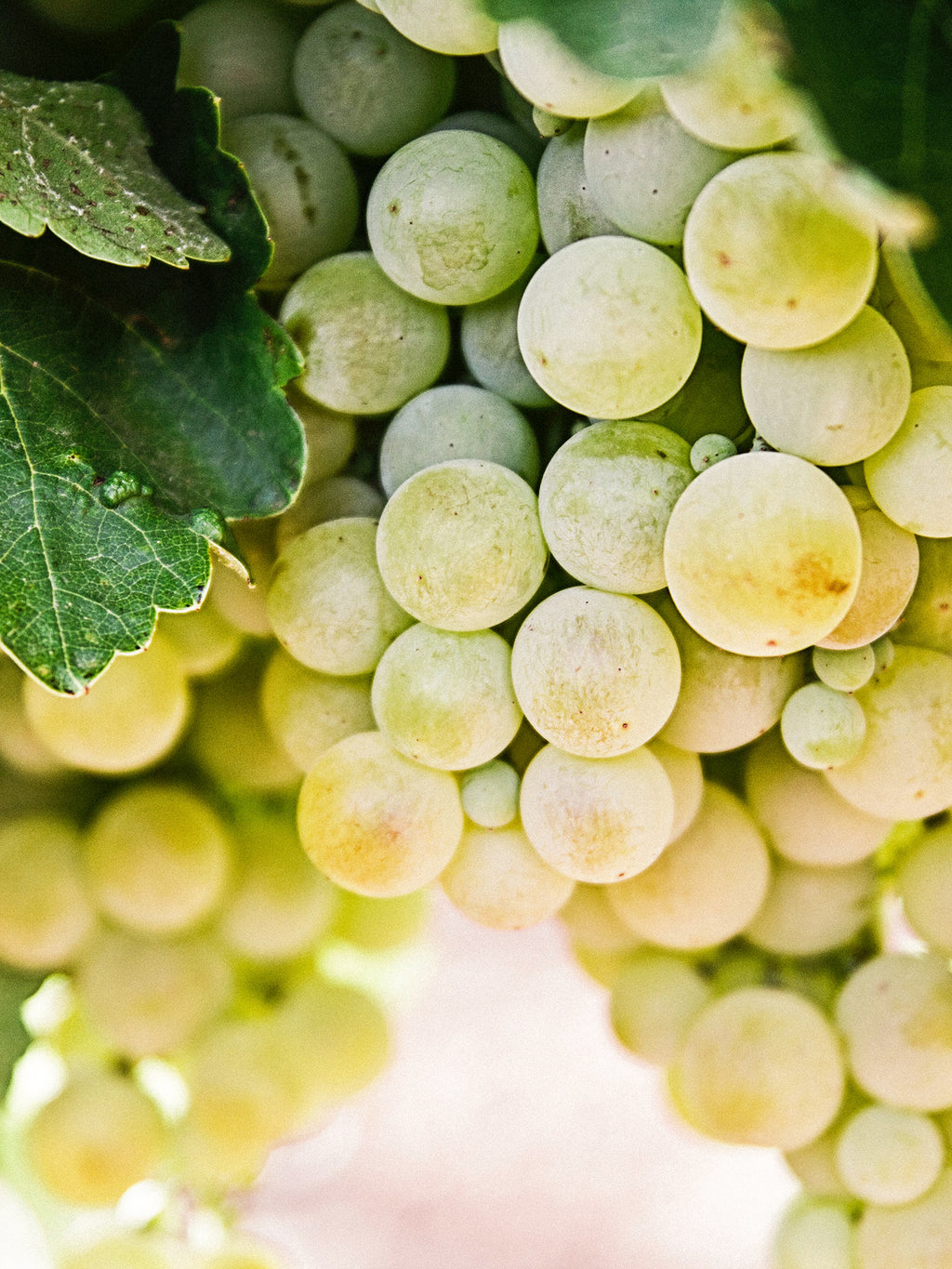 DSP CA 162 "Straight" Vodka – Rare Still